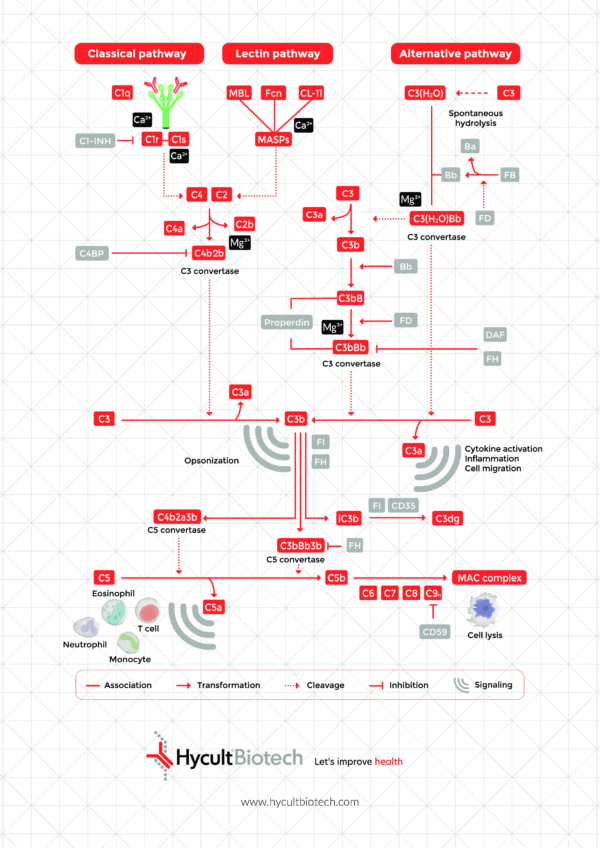 Tools for Complement Research - Hycult Biotech