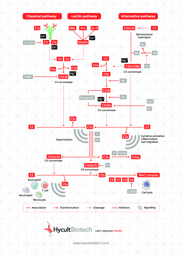 Tools for Complement Research - Hycult Biotech