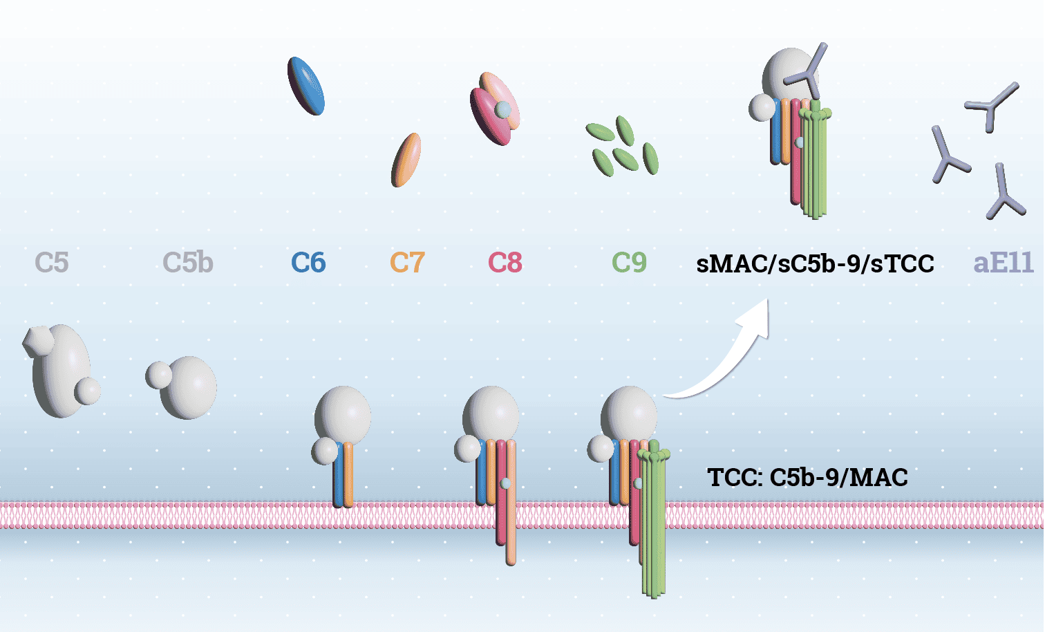 Understanding sTCC/sC5b-9/membrane attack complex in research