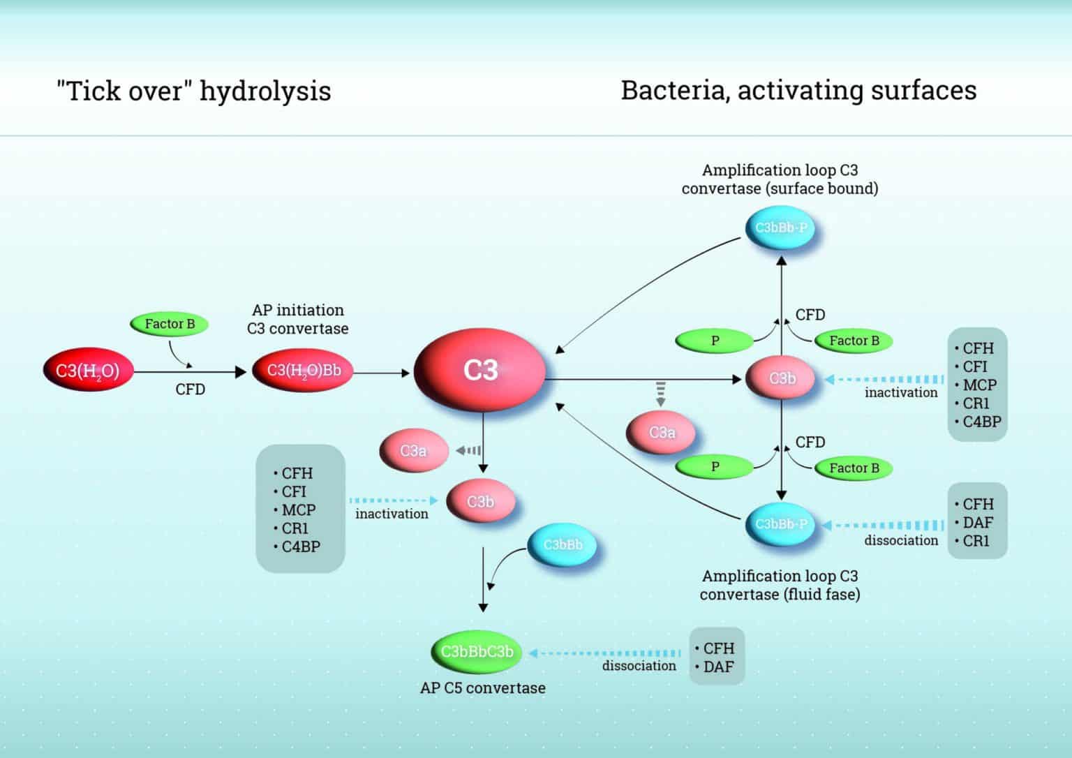 Alternative Pathway - Hycult Biotech