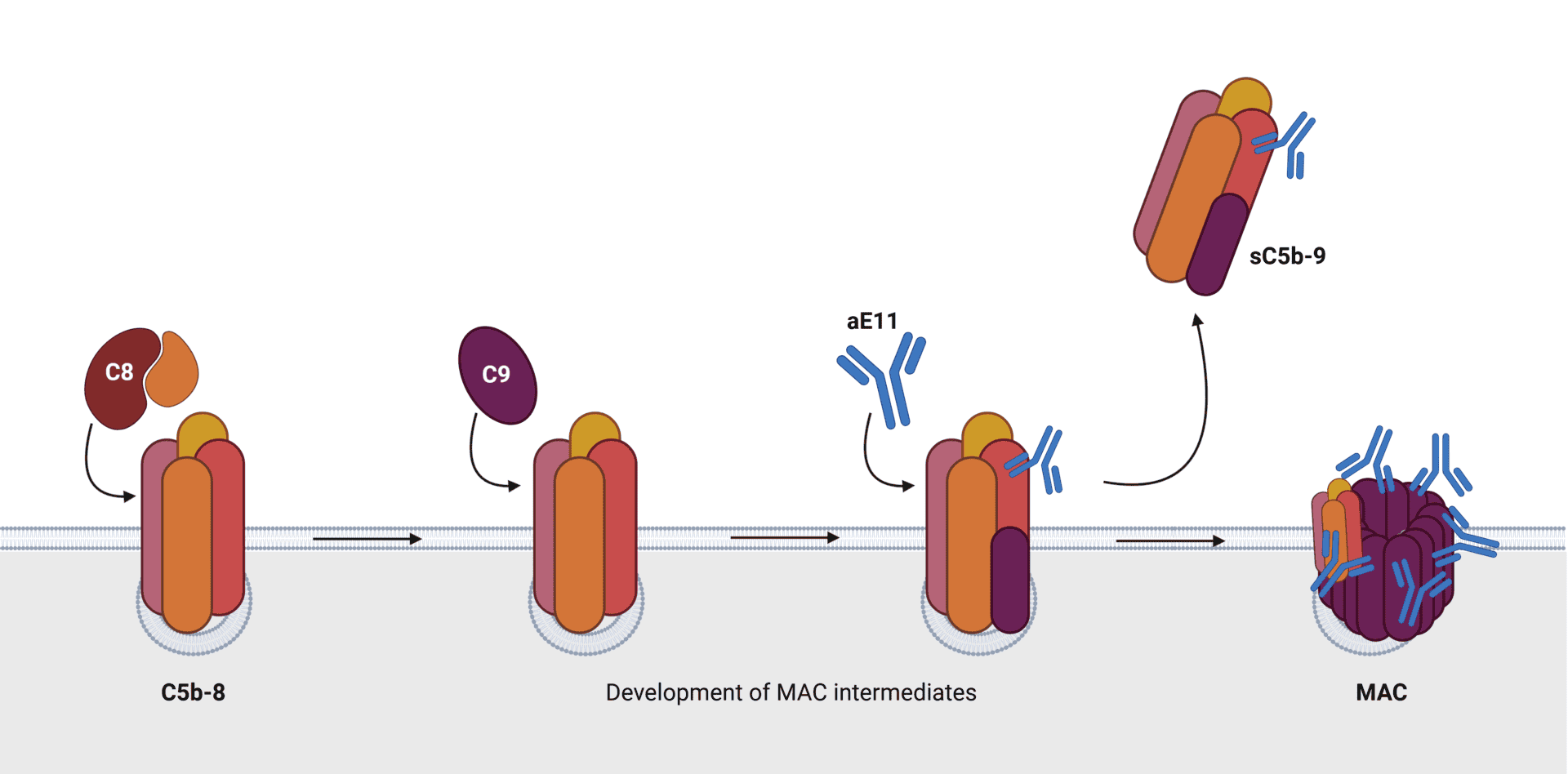 TCC or MAC; a Bit of Both - Hycult Biotech